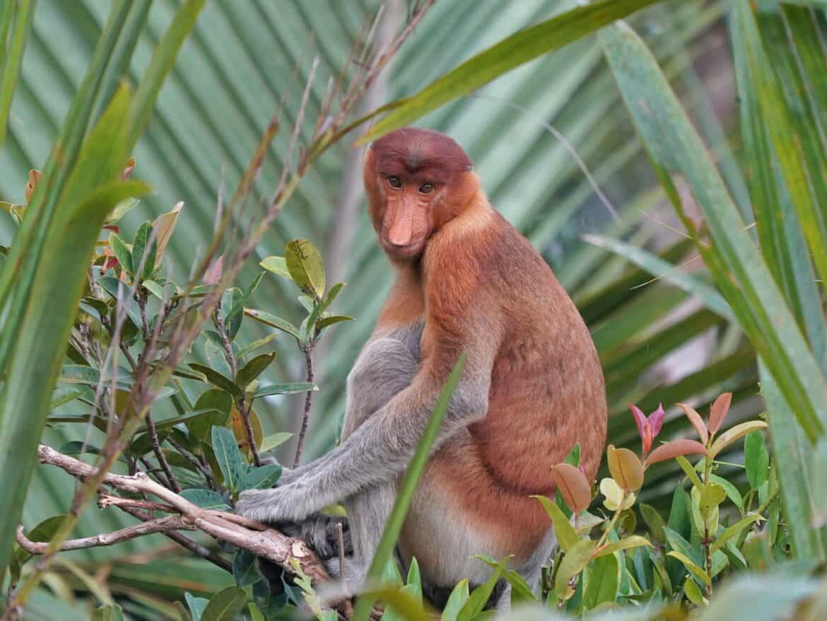 The endemic monkeys of Borneo - Odyssey World