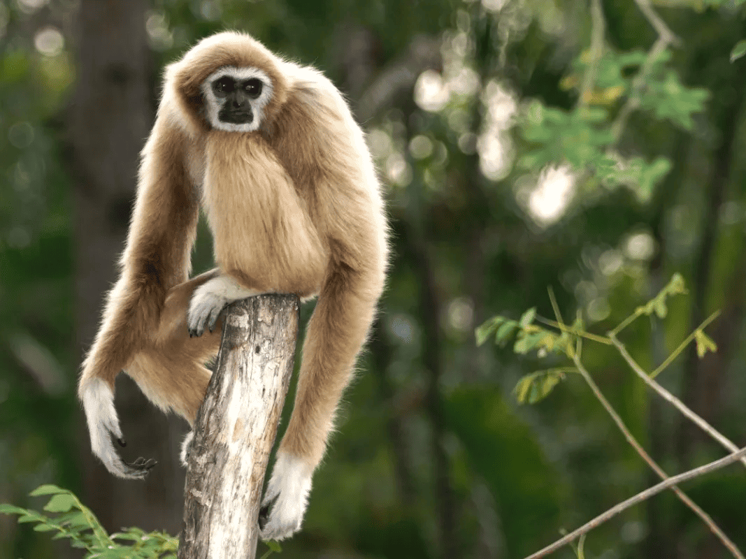 The endemic monkeys of Borneo - Odyssey World
