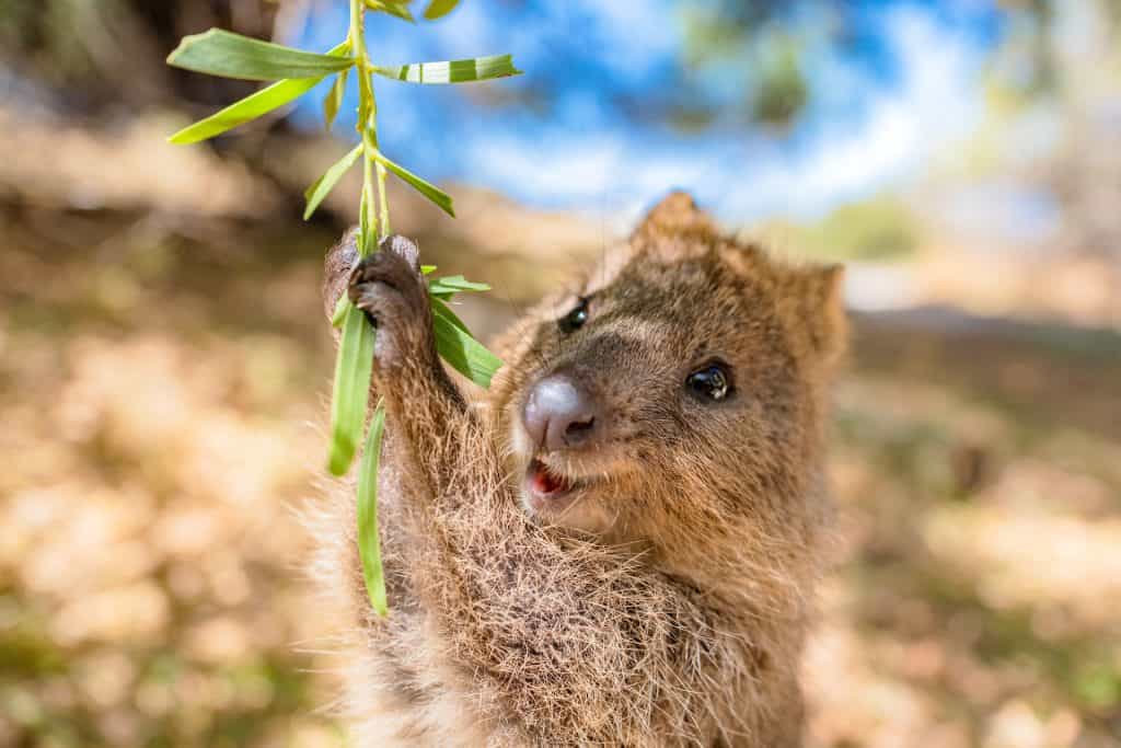 Meet Australia's unique wildlife! - Odyssey World